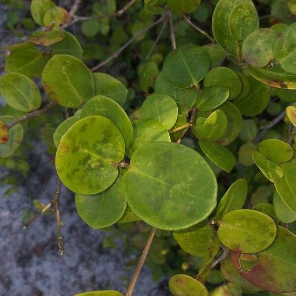 Erythroxylum Ovalifolium Plant Care & How to Grow, Water