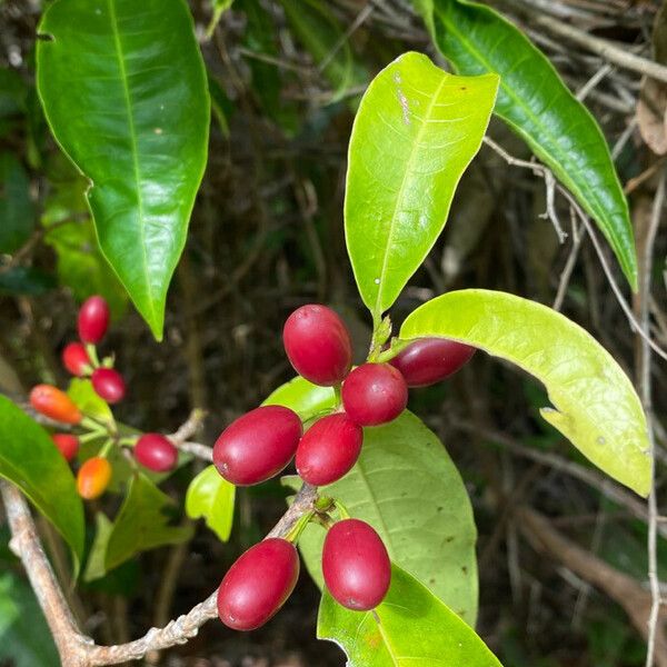 Erythroxylum Squamatum Care Guide: Water, Soil & Propagation - Plantiary