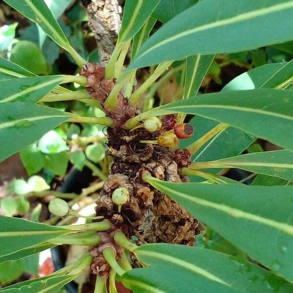 Erythroxylum Tortuosum Care Guide: Water, Soil & Propagation - Plantiary