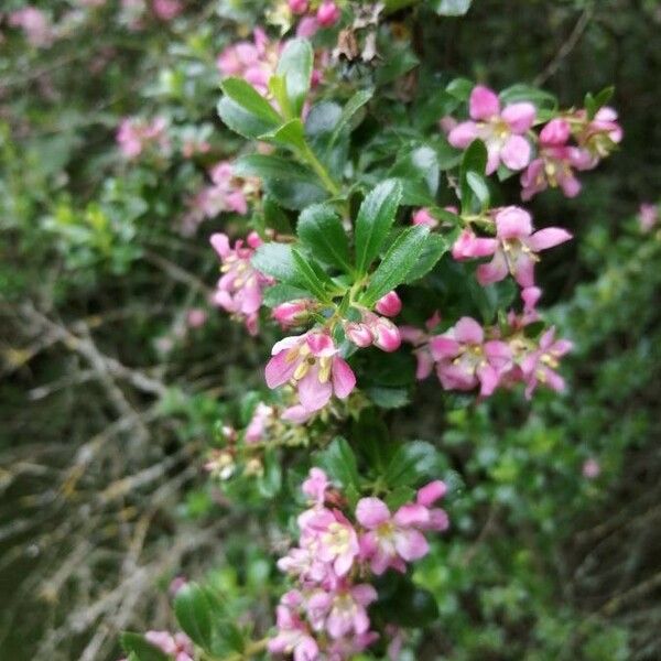 Escallonia Illinita Plant Care & How to Grow, Water