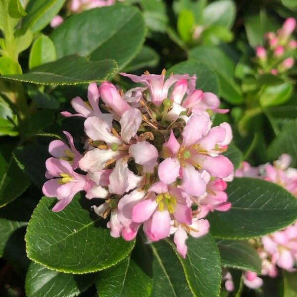 Escallonia (Escallonia Laevis) Plant Care & How to Grow, Water