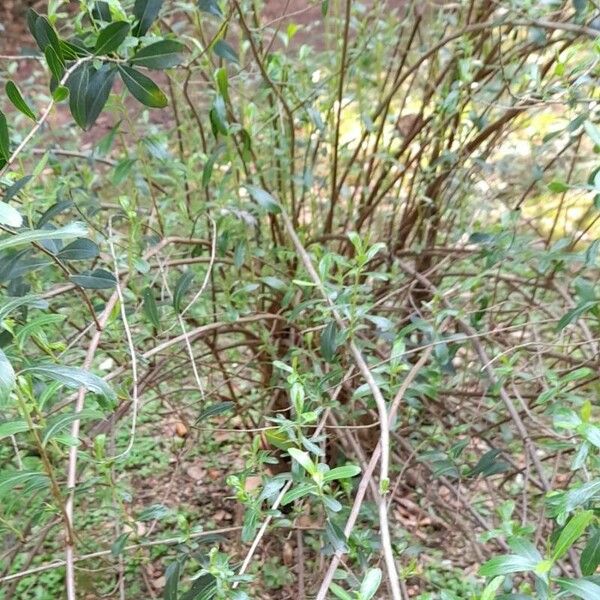 Escallonia Megapotamica Plant Care & How to Grow, Water