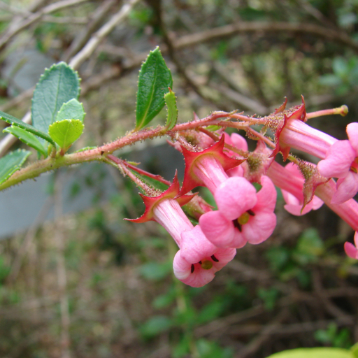 Escallonia Micrantha Plant Care & How to Grow, Water
