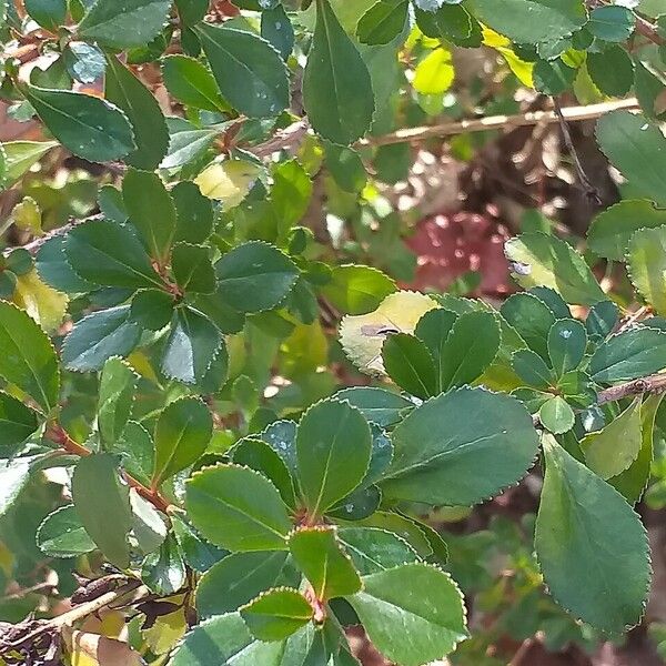 Escallonia × Rigida Plant Care & How to Grow, Water