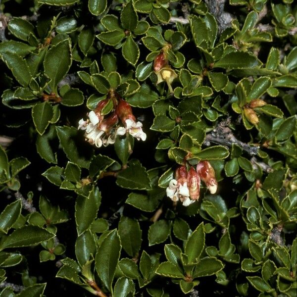 Escallonia Rosea Plant Care & How to Grow, Water