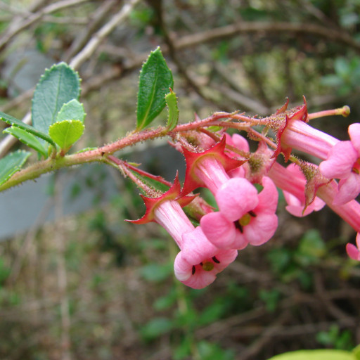 Redclaws (Escallonia Rubra) Plant Care & How to Grow, Water