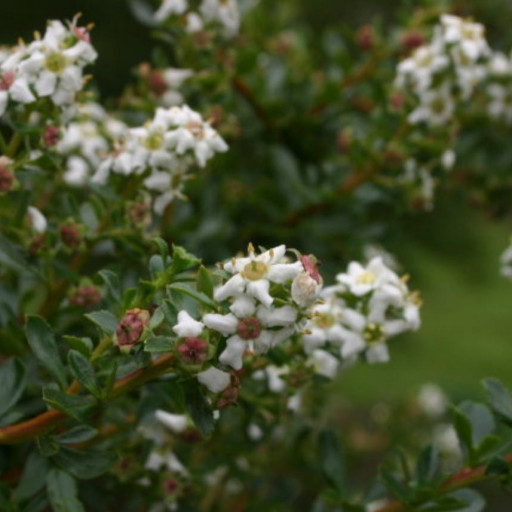 Escallonia Virgata Plant Care & How to Grow, Water