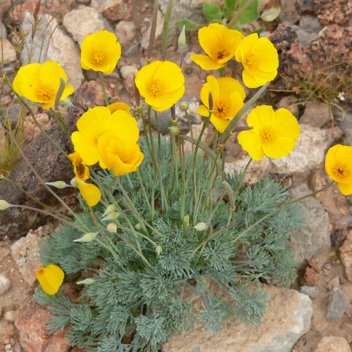 Desert Poppy (Eschscholzia Glyptosperma) Plant Care & How to Grow, Water