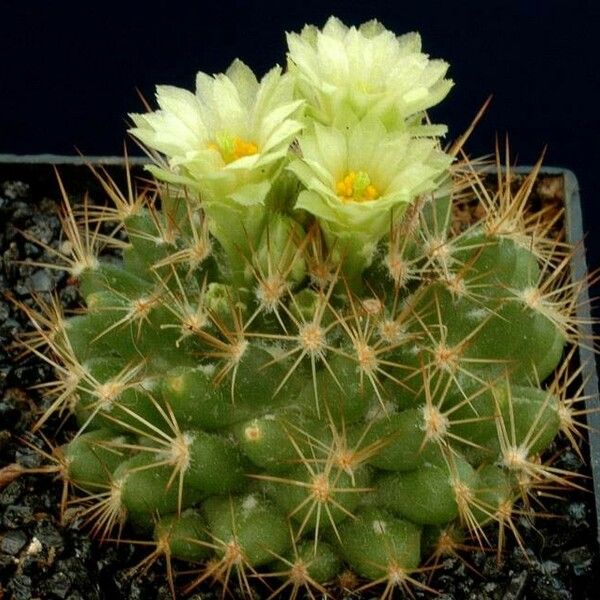 Holguín Dwarf Cactus (Escobaria Cubensis) Care Guide: Water, Soil ...