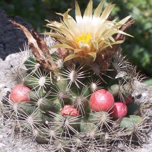 Missouri Foxtail Cactus (Escobaria Missouriensis) Care Guide: Water ...