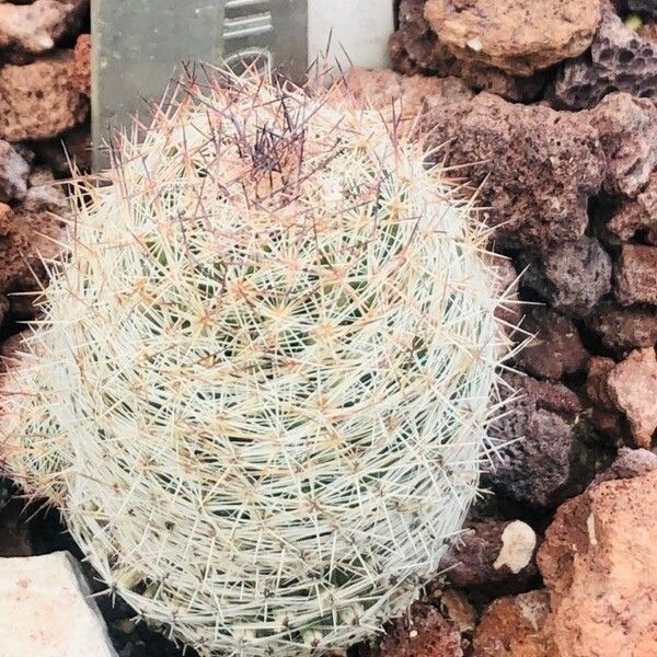 Whitecolumn Foxtail Cactus (Escobaria Tuberculosa) Care Guide: Water ...