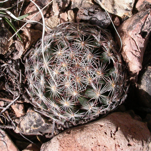 Spinystar (Escobaria Vivipara) Care Guide: Water, Soil & Propagation ...