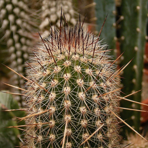 Snow Pole Cactus (Espostoa Blossfeldiorum) Care Guide: Water, Soil ...