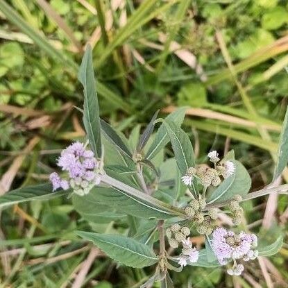 Blueweed (Ethulia Conyzoides) Plant Care & How to Grow, Water