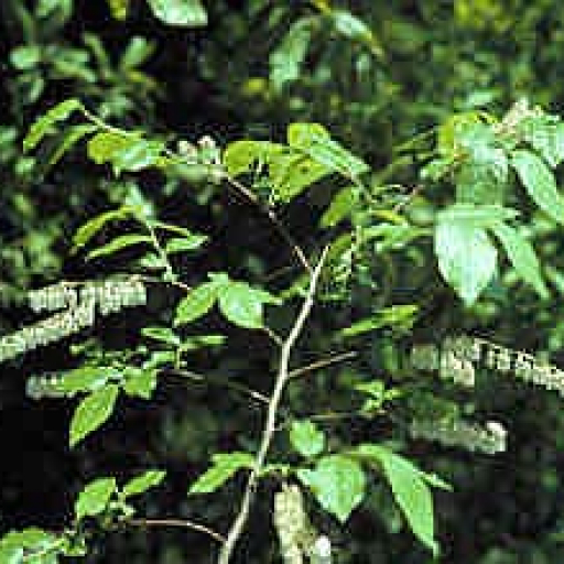 Swamp Doghobble (Eubotrys Racemosa) Plant Care & How to Grow, Water