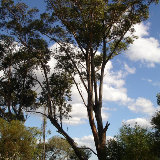 Gippsland-Mahogany (Eucalyptus Botryoides) Plant Care & How to Grow, Water