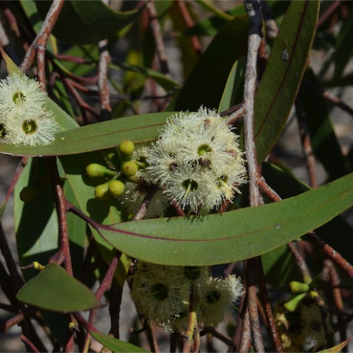 Burgess Mallee (Eucalyptus Burgessiana) Care Guide: Water, Soil ...