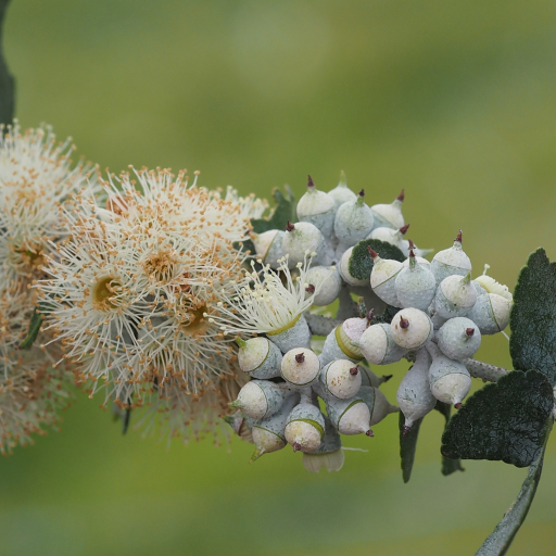 Buxton Gum (Eucalyptus Crenulata) Plant Care & How to Grow, Water