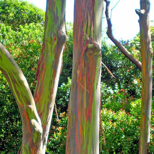 Rainbow-Eucalyptus (Eucalyptus Deglupta) Plant Care & How to Grow, Water