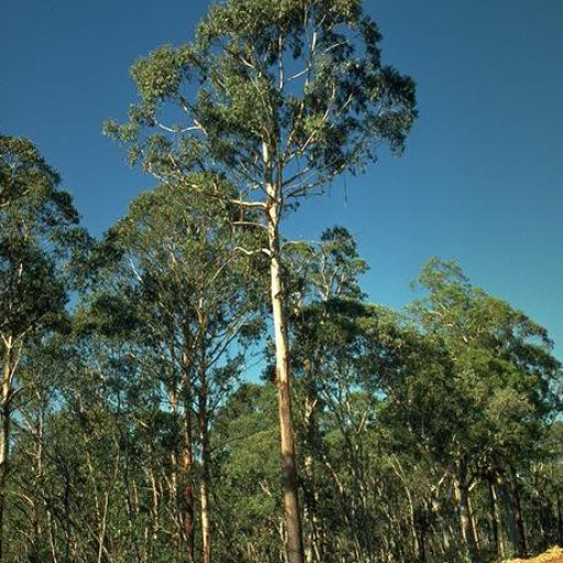 Alpine Ash (Eucalyptus Delegatensis) Plant Care & How to Grow, Water