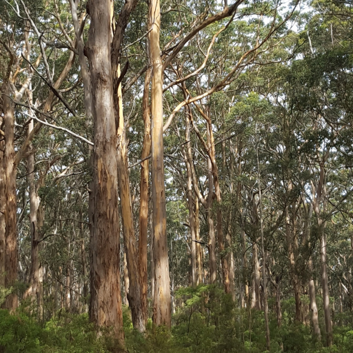 Karri (Eucalyptus Diversicolor) Care Guide: Water, Soil & Propagation ...