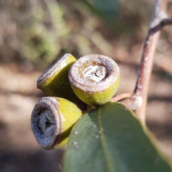 Coastal White Mallee Gum (Eucalyptus Diversifolia) Care Guide: Water ...