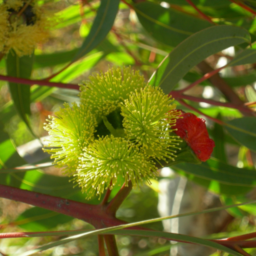 Bookara Gum (Eucalyptus Erythrocorys) Plant Care & How to Grow, Water