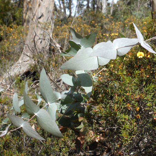 Tasmanian Bluegum (Eucalyptus Globulus) Plant Care & How to Grow, Water