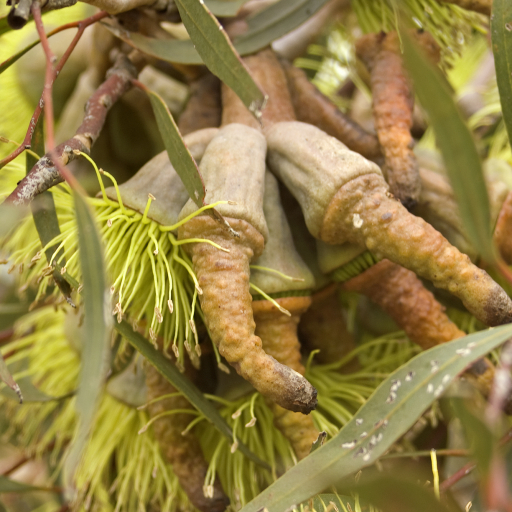 Warted Yate (Eucalyptus Megacornuta) Plant Care & How to Grow, Water