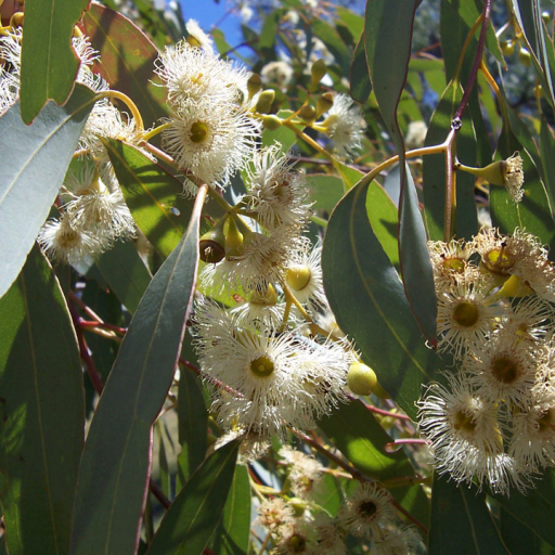Yellow Box Gum (Eucalyptus Melliodora) Care Guide: Water, Soil ...