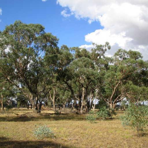 Grey Box (Eucalyptus Microcarpa) Plant Care & How to Grow, Water