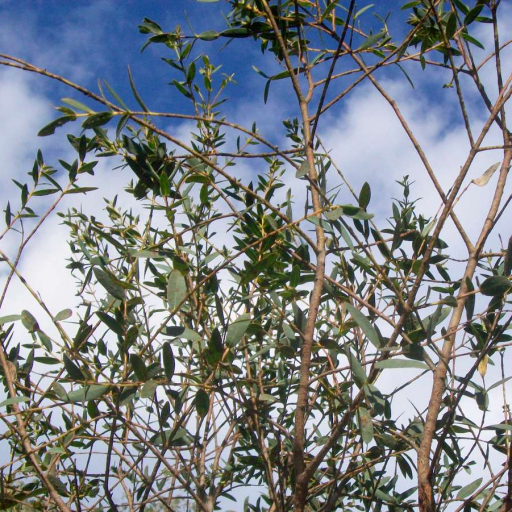 Kybean Gum (Eucalyptus Parvula) Plant Care & How to Grow, Water