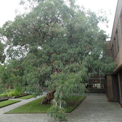 Spinning Gum (Eucalyptus Perriniana) Plant Care & How to Grow, Water