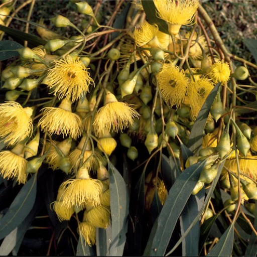 Eyre Peninsula Blue Gum (Eucalyptus Petiolaris) Care Guide: Water, Soil ...