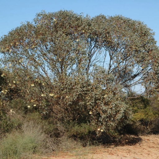 Pear-Fruit Mallee (Eucalyptus Pyriformis) Care Guide: Water, Soil ...
