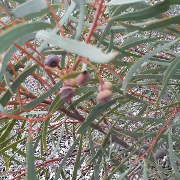 Rosacea Mallee (Eucalyptus Rosacea) Plant Care & How to Grow, Water