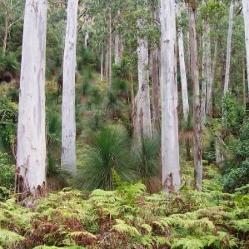 Sydney Blue Gum (Eucalyptus Saligna) Plant Care & How to Grow, Water