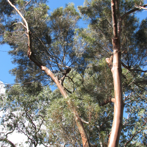 Narrow-Leaf Gimlet (Eucalyptus Spathulata) Care Guide: Water, Soil ...