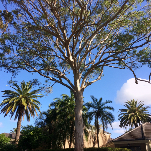 Greater Duckweed (Spirodela Polyrhiza) Plant Care & How to Grow, Water