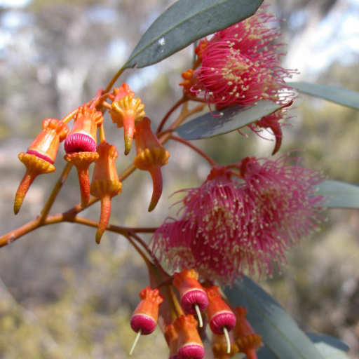 Coral Gum (Eucalyptus Torquata) Plant Care & How to Grow, Water