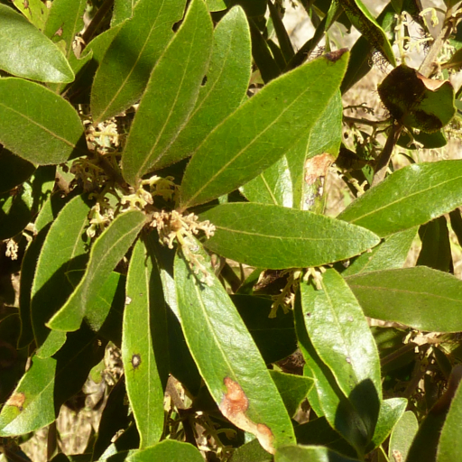 Mountain Guarri (Euclea Natalensis) Plant Care & How to Grow, Water