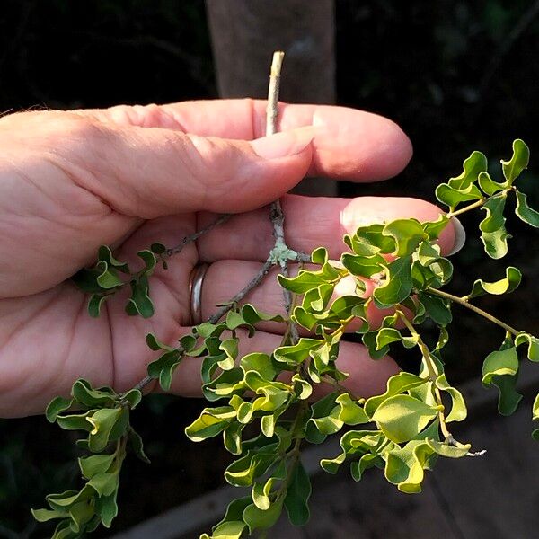 Common Guarri (Euclea Undulata) Plant Care & How to Grow, Water