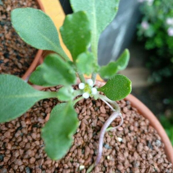 Syrian Mustard (Euclidium Syriacum) Plant Care & How to Grow, Water