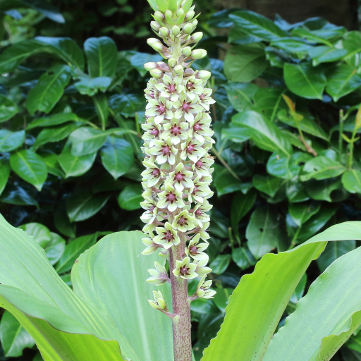 Montane Pineapple Lily (Eucomis Montana) Plant Care & How to Grow, Water
