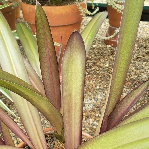 Pineapple Lily (Eucomis Regia) Plant Care & How to Grow, Water