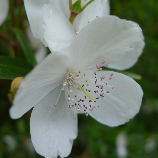 Pinkwood (Eucryphia Lucida) Plant Care & How to Grow, Water