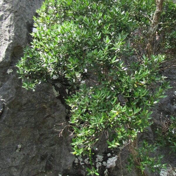 Eugenia Balansae Plant Care & How to Grow, Water