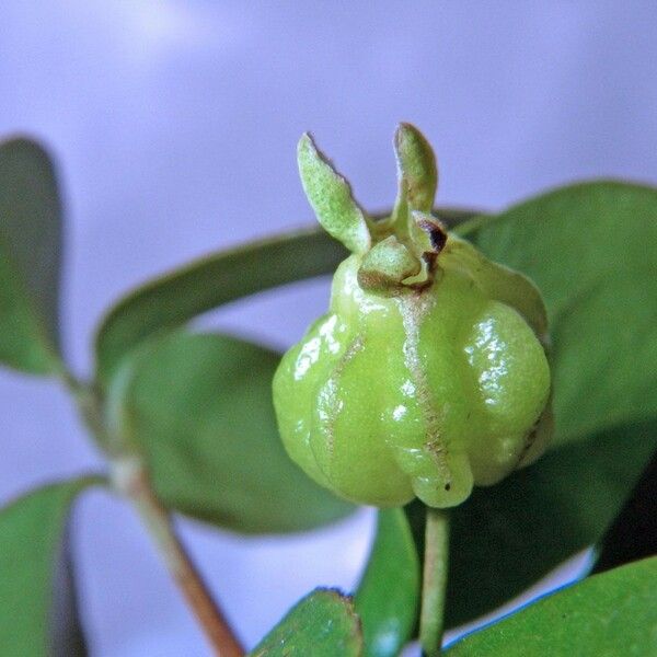 Blackrodwood (Eugenia Biflora) Plant Care & How to Grow, Water