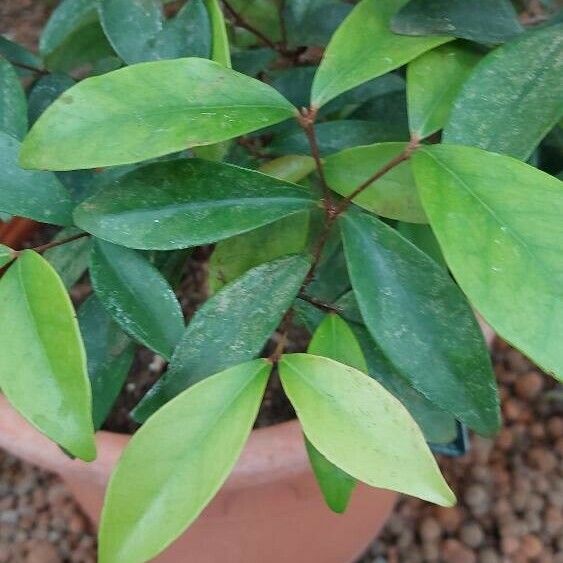 Redberry Stopper (Eugenia Confusa) Plant Care & How to Grow, Water