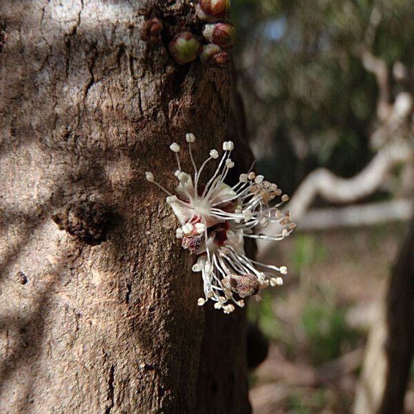 Eugenia Ericoides Plant Care & How to Grow, Water